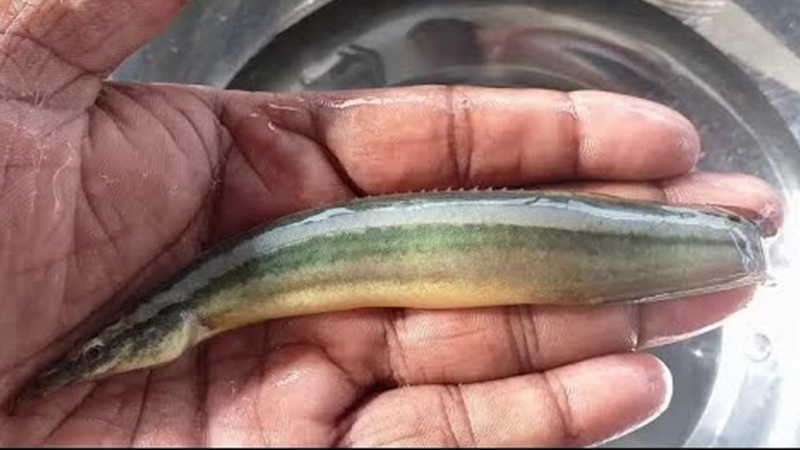 Bommidala Fish In English