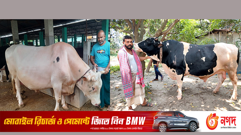 হাট কাঁপাবে ৫৫ মণের ‘সম্রাট’ ও ৪৫ মণের ‘ট্রাম্প’