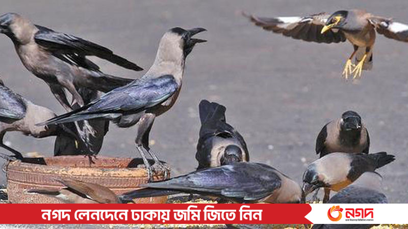 বিষ দিয়ে ১০ লাখ কাক মারার প্রস্তুতি, কারণ জানলে অবাক হবেন