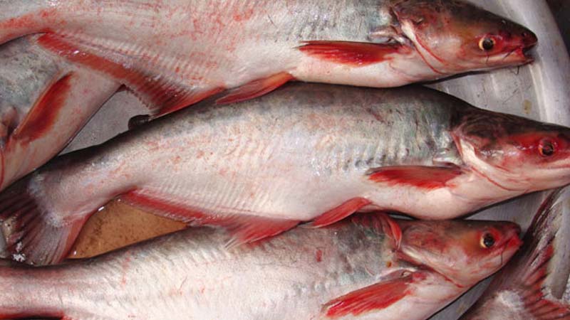 পাঙাশ মাছ কি সত্যিই শরীরের জন্য ক্ষতিকর, যা বলছেন পুষ্টিবিদ