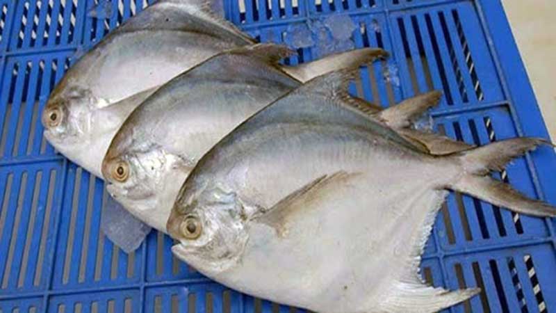 শিশুর মানসিক বিকাশ ও পুষ্টির আধার রুপচাঁদা